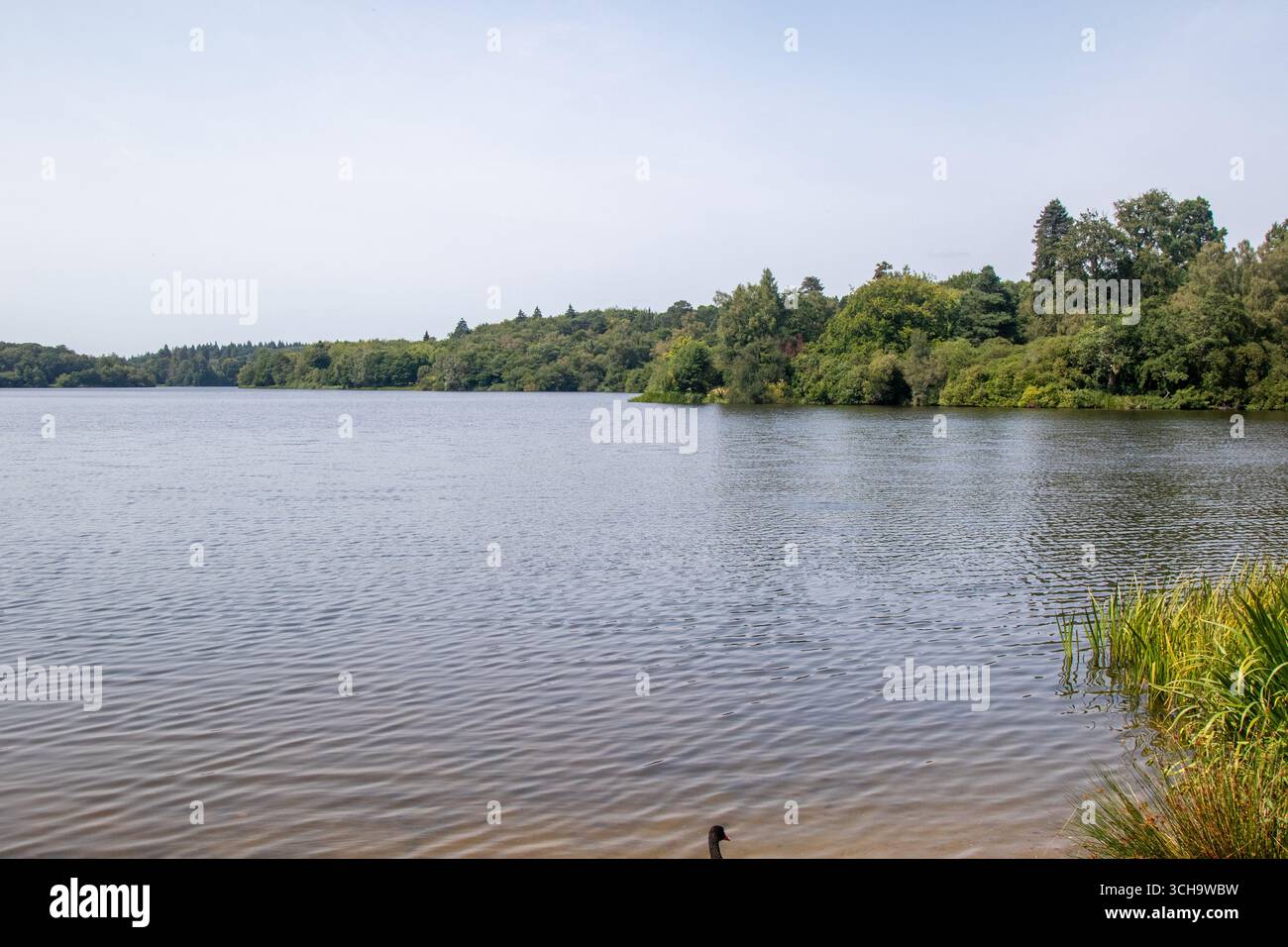 A view of Virginia Water Lake, Part of Windsor Great Park and the Crown ...