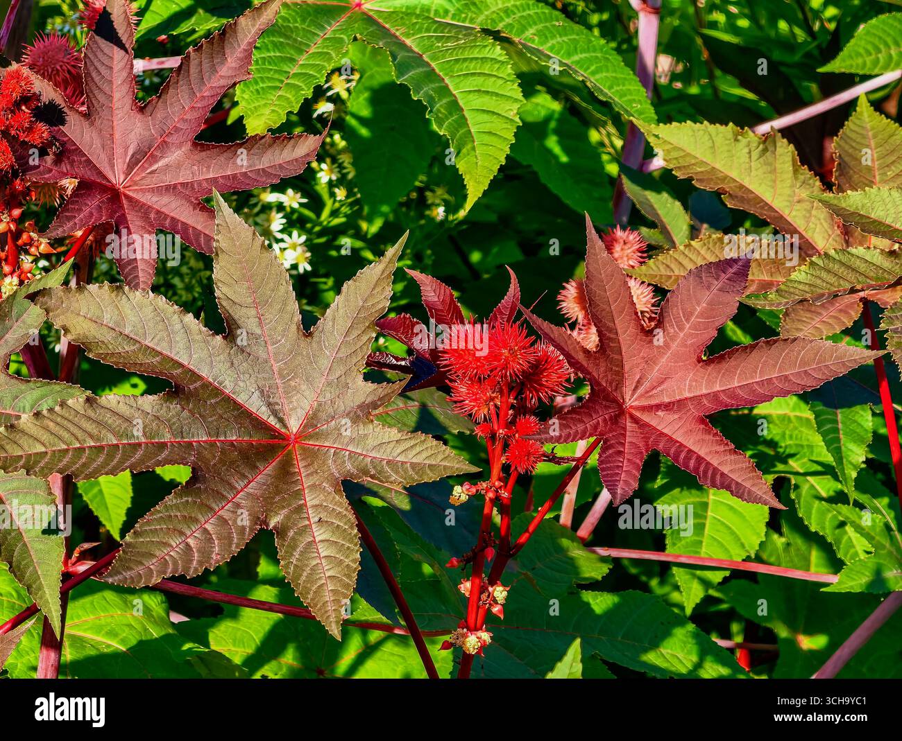 Castor Bean Plant Red Seed Pods - Ricinus Communis with Palmate Leaves ...
