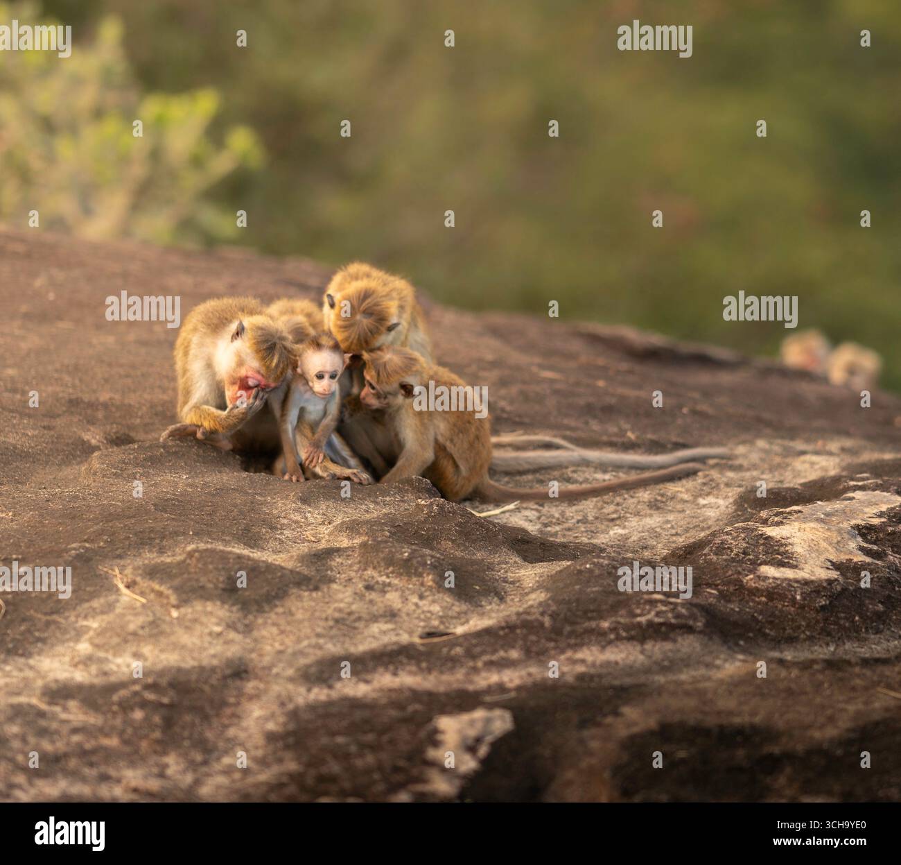 A family of toque macaques on top of Sigiriya Rock in Sri Lanka ...