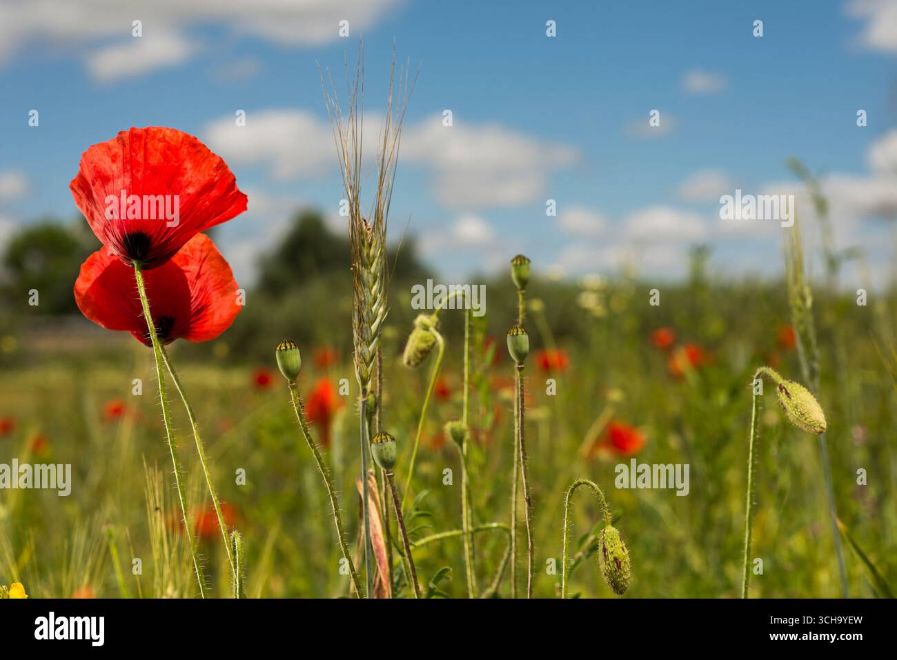 Plano ecológico hi-res stock photography and images - Alamy