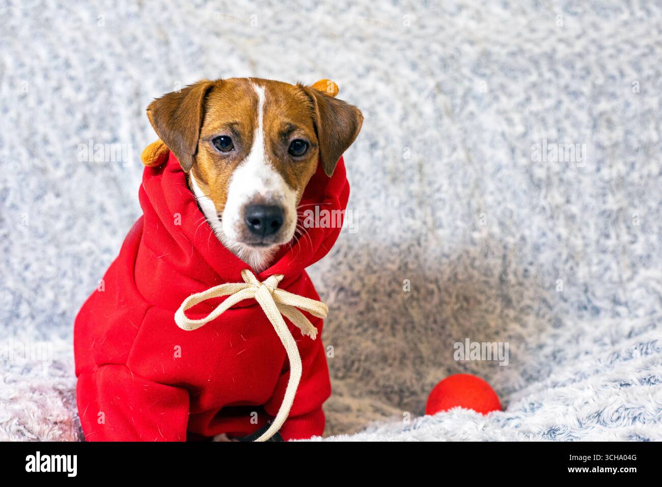 Beautiful teenage jack russell terrier hi-res stock photography and ...