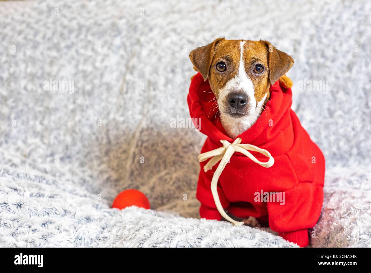 Beautiful teenage jack russell terrier hi-res stock photography and ...