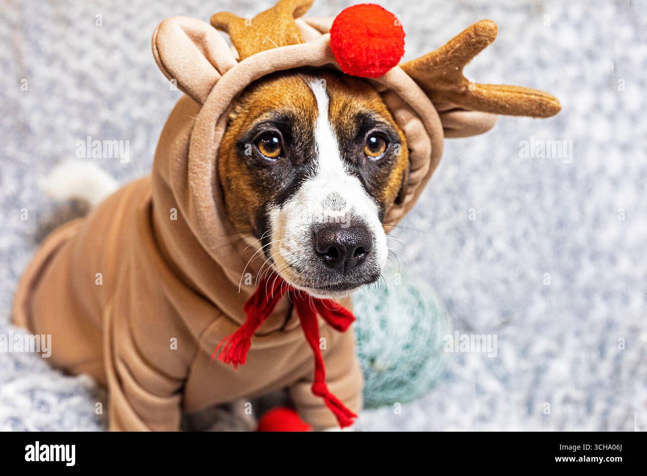 funny puppy Jack Russell Terrier in a Christmas deer costume Stock ...