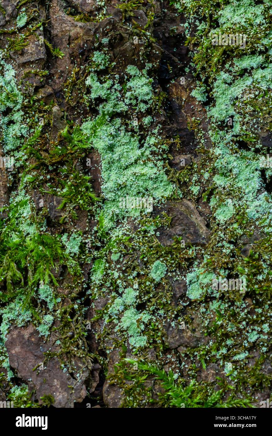 Tree bark lichen is a symbiosis of an algae or cyanobacteria living ...