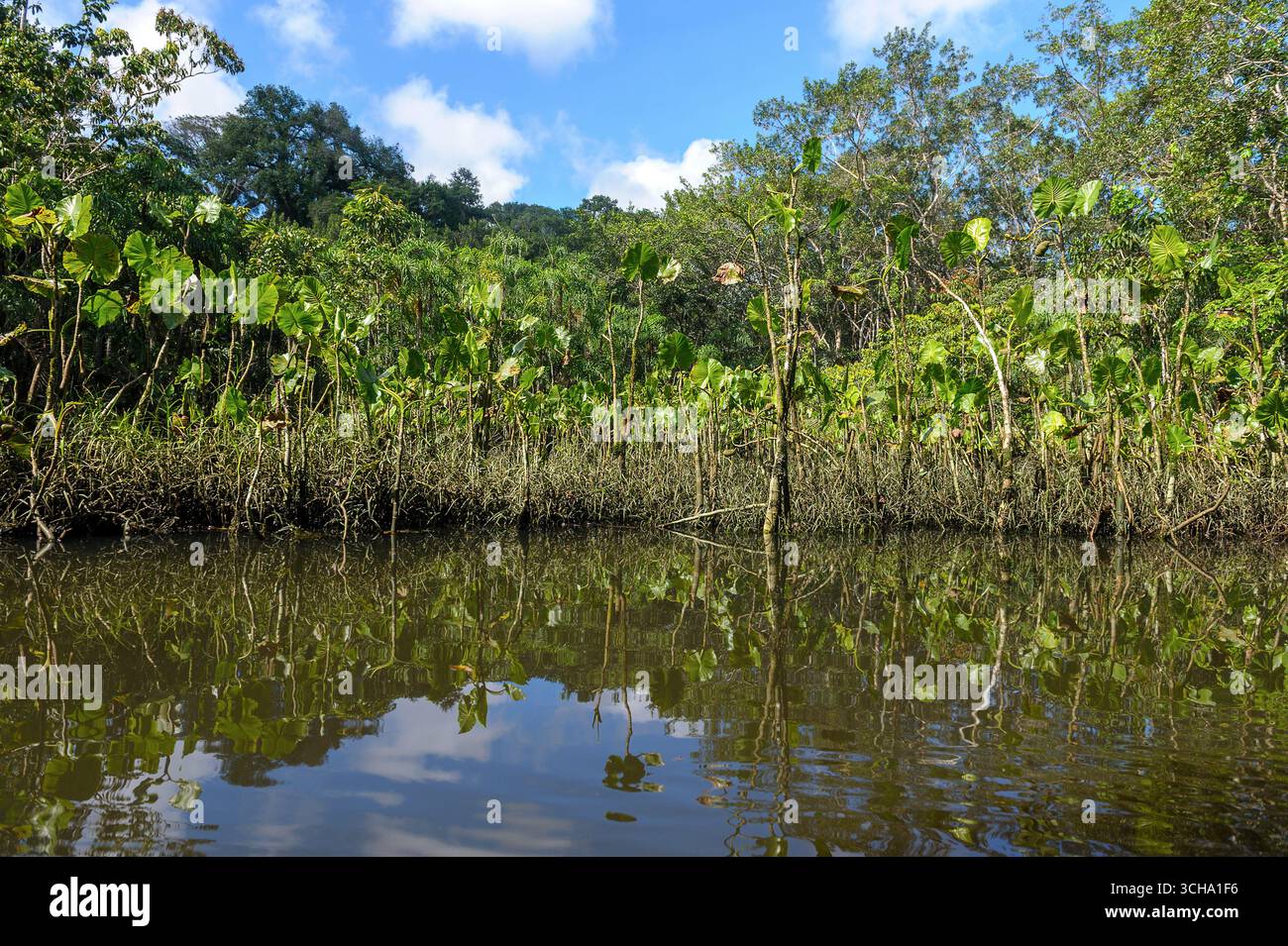 Growth of moco-moco (Montrichardia arborescens) in Lake Mandicocha ...
