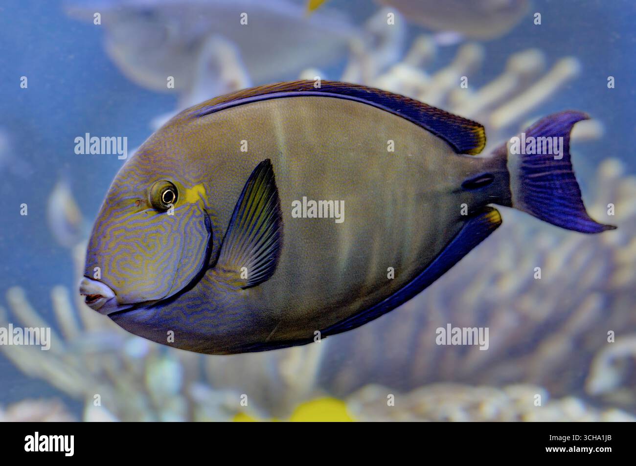 Pale surgeonfish hi-res stock photography and images - Alamy