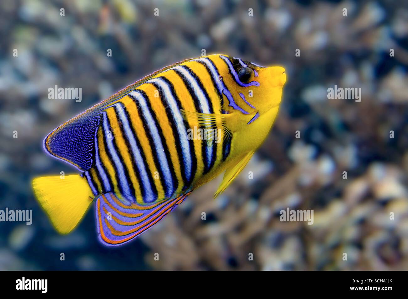 Regal Angelfish (Pygoplites diacanthus). Aquariumphoto Stock Photo - Alamy