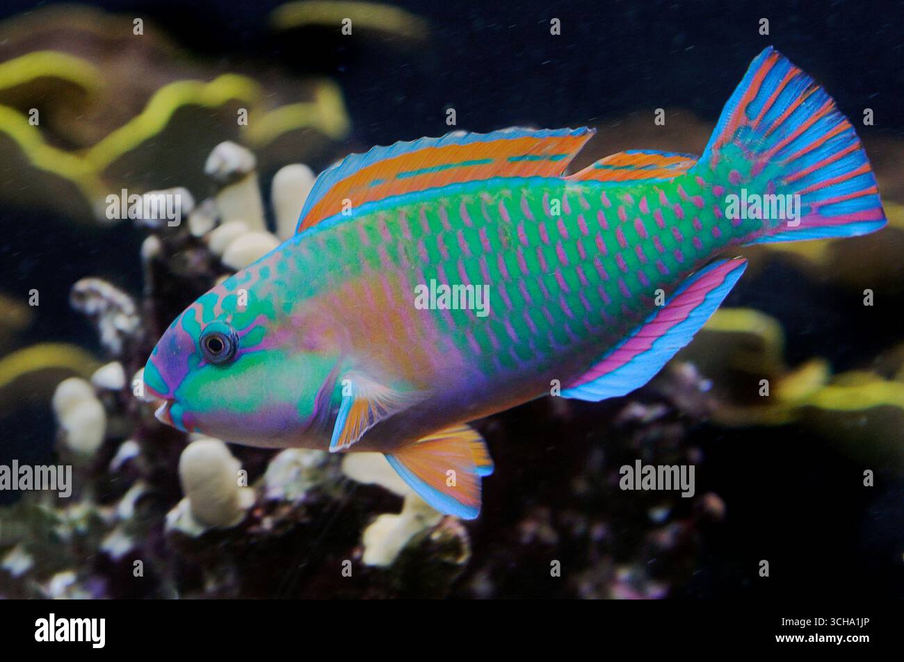 Scarus bowersi hi-res stock photography and images - Alamy