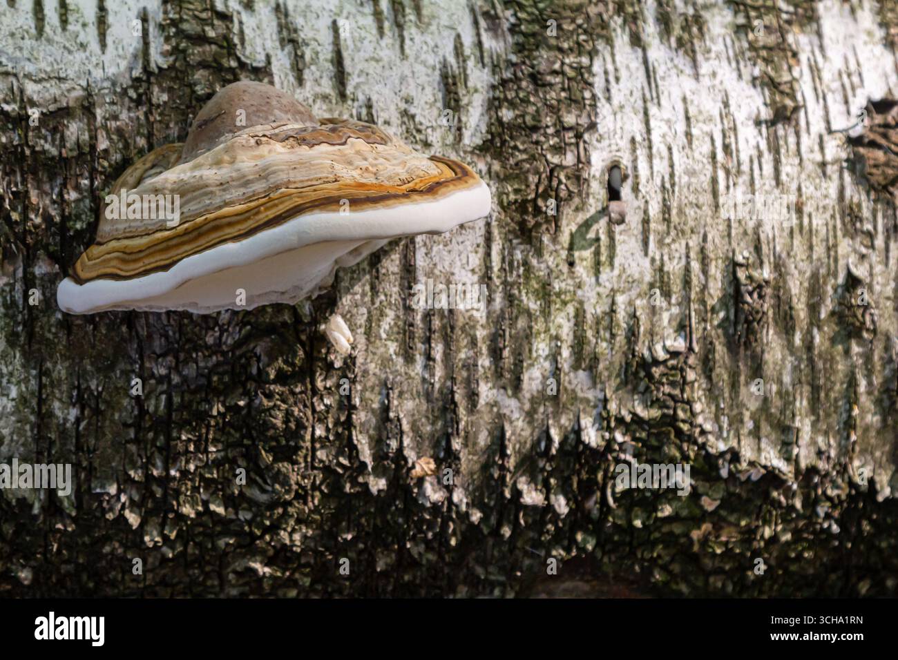 Fomitopsis pinicola, is a stem decay fungus common on softwood and ...
