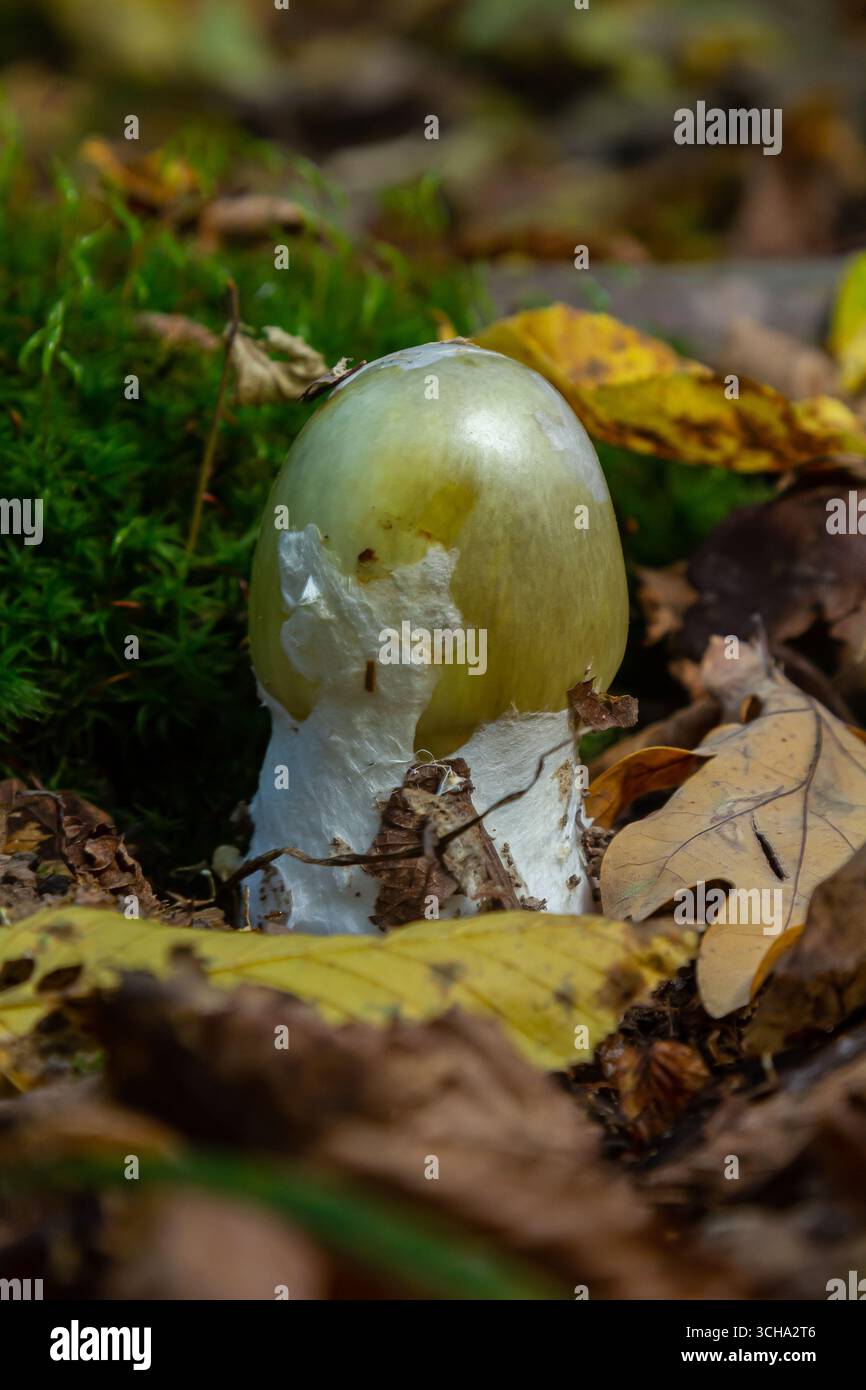 Two Amanita phalloides mushrooms stand together among green grass and ...