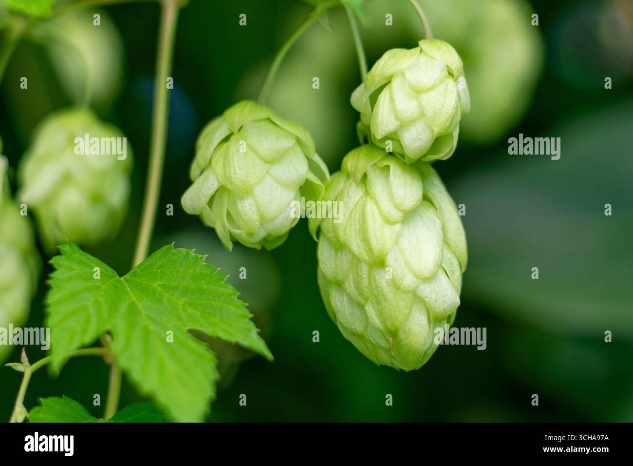 Growing fresh hop cones making hi-res stock photography and images - Alamy
