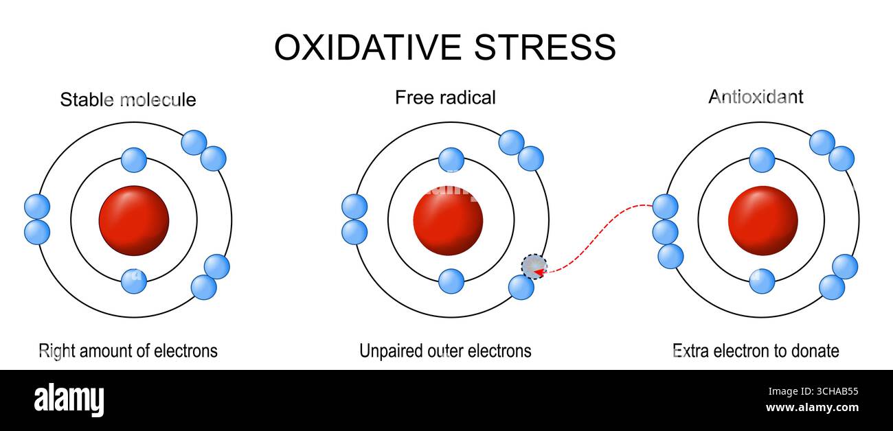 Oxidative stress. Comparison of a free radical and a stable molecule ...