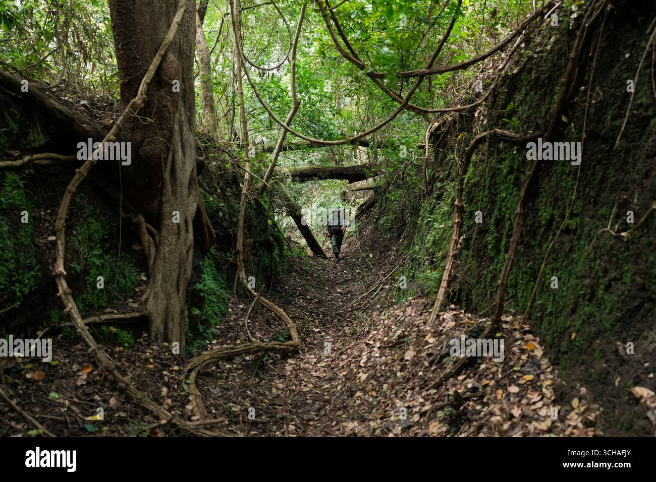 A park ranger walks along the "Camino de Cruces," a colonial road built ...