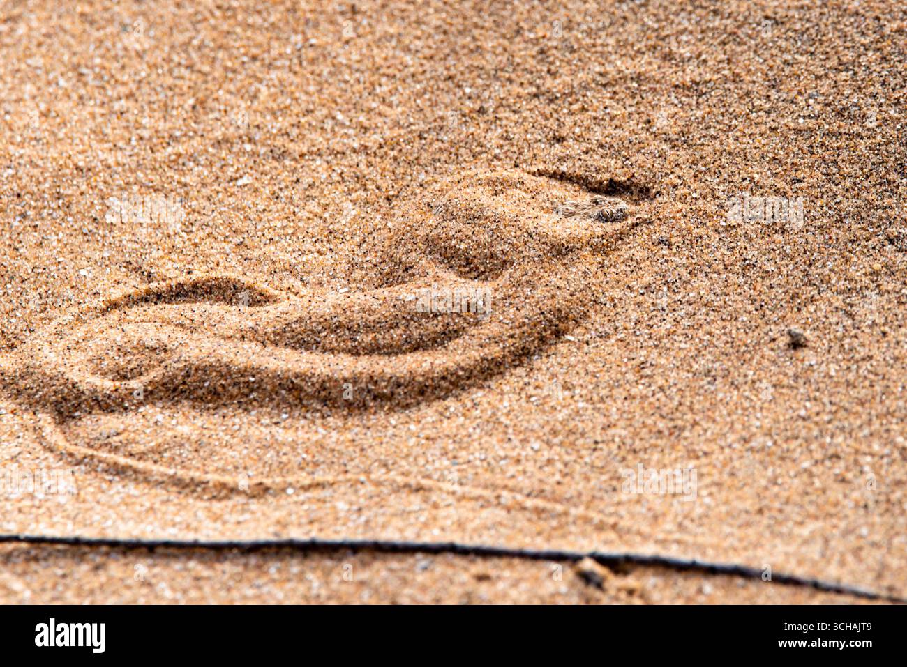 Bitis peringueyi snake hidding in the sand Stock Photo - Alamy