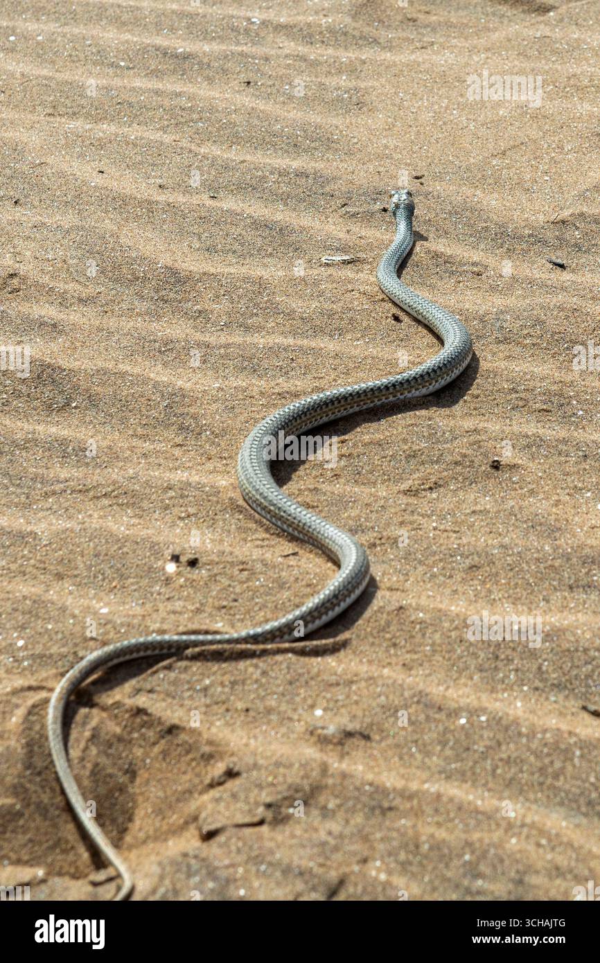 Forskal sand snake hi-res stock photography and images - Alamy
