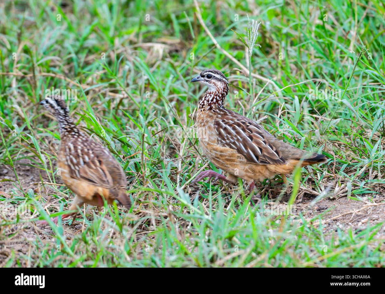 Two Crested Francolins (Ortygornis sephaena) running into the bushes ...
