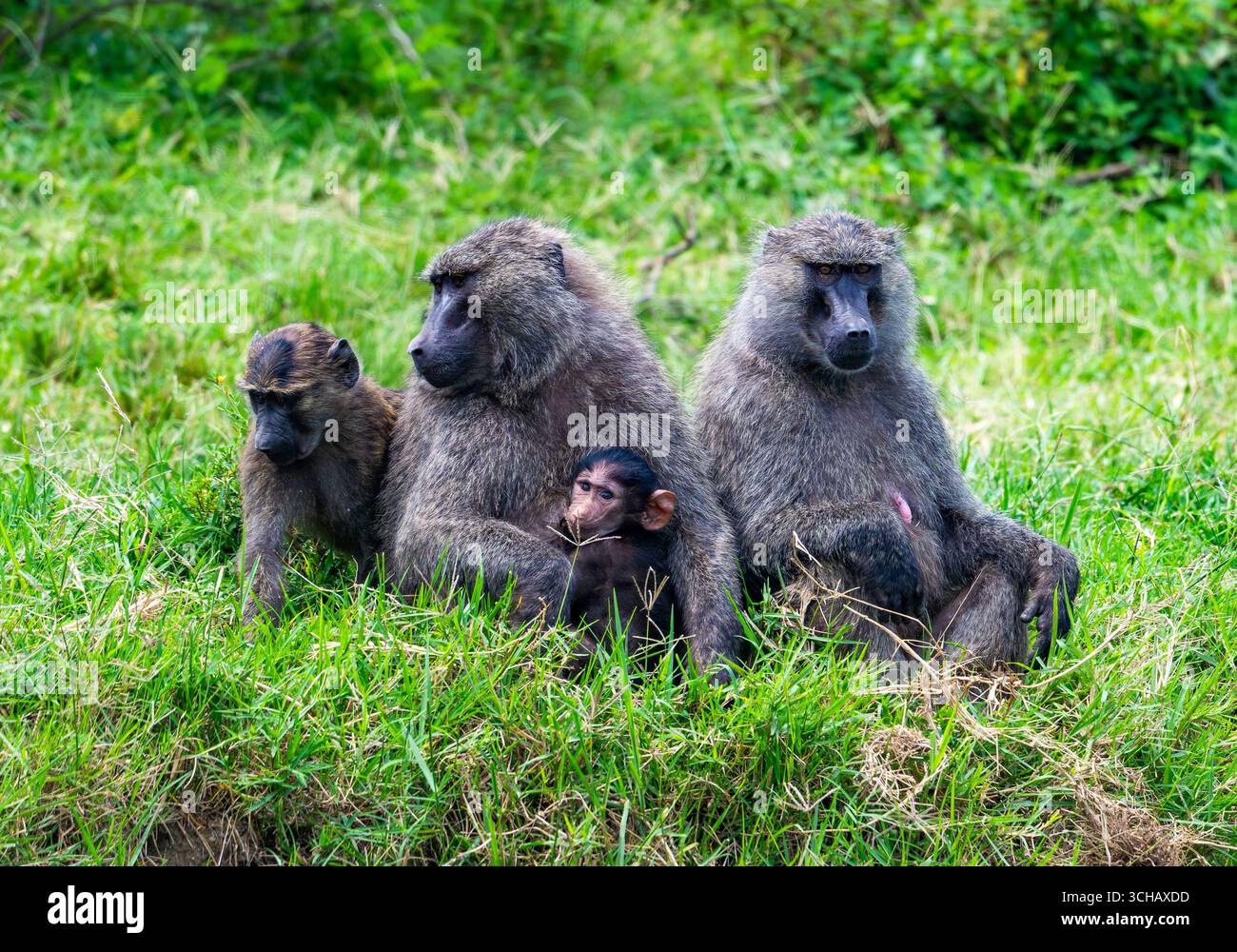 A family of Olive Baboons (Papio anubis) sitting on green grass. Queen ...
