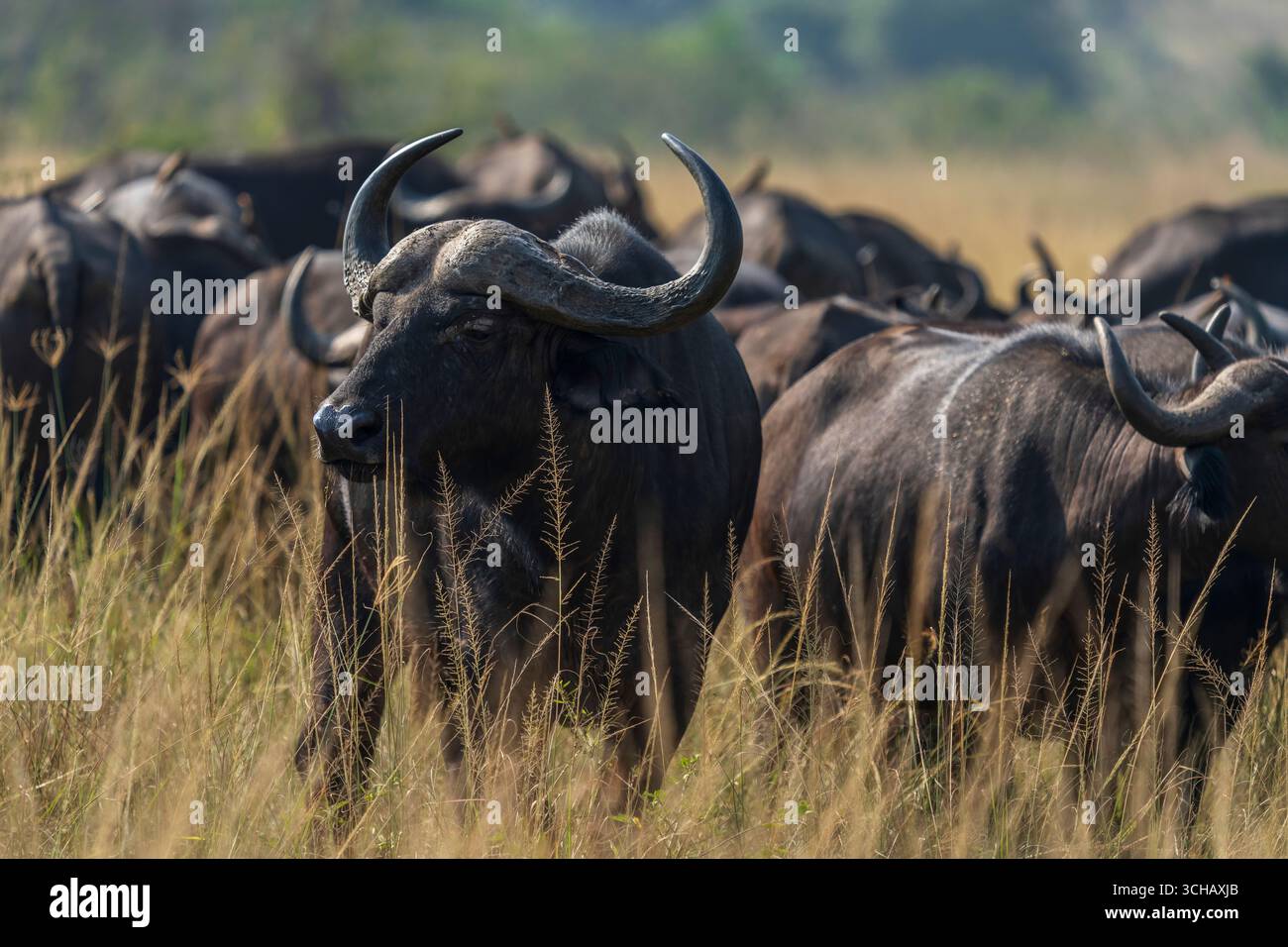 Portrait of Cape Buffalo (Syncerus coffer caffe) in Akagera National ...