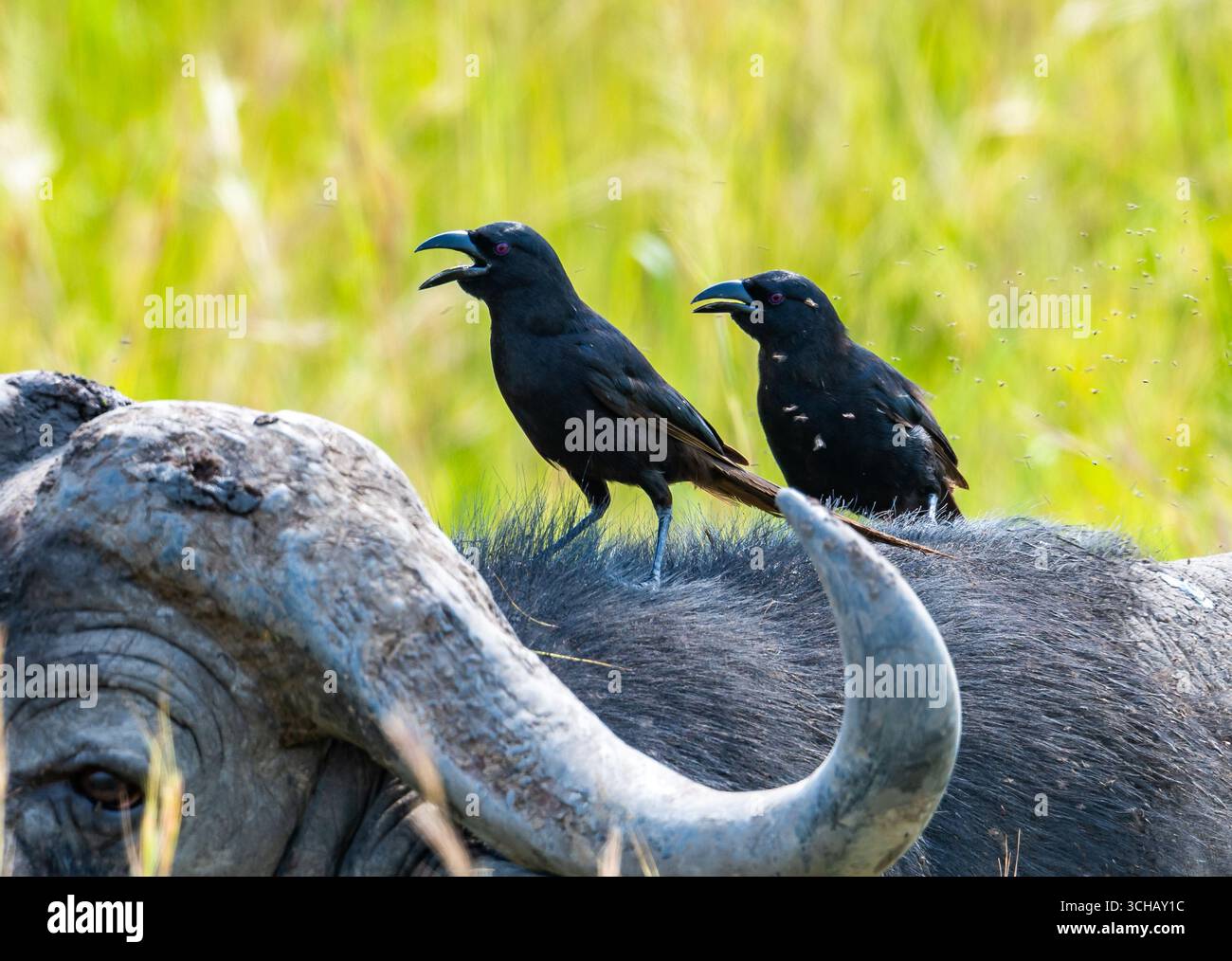 Two Piapiacs (Ptilostomus afer) riding on the back of an African ...