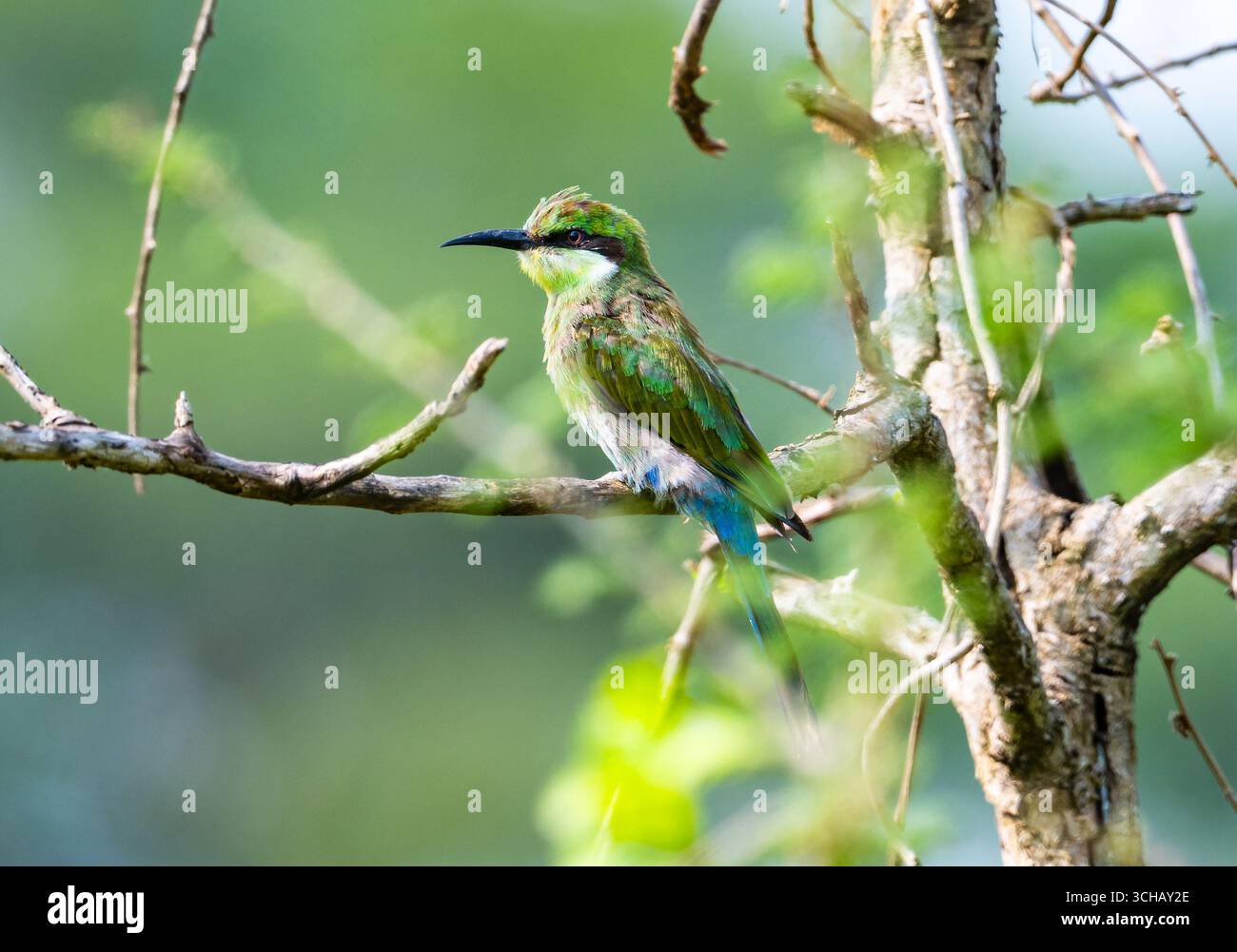 A Swallow-tailed Bee-eater (Merops hirundineus) perched on a branch ...