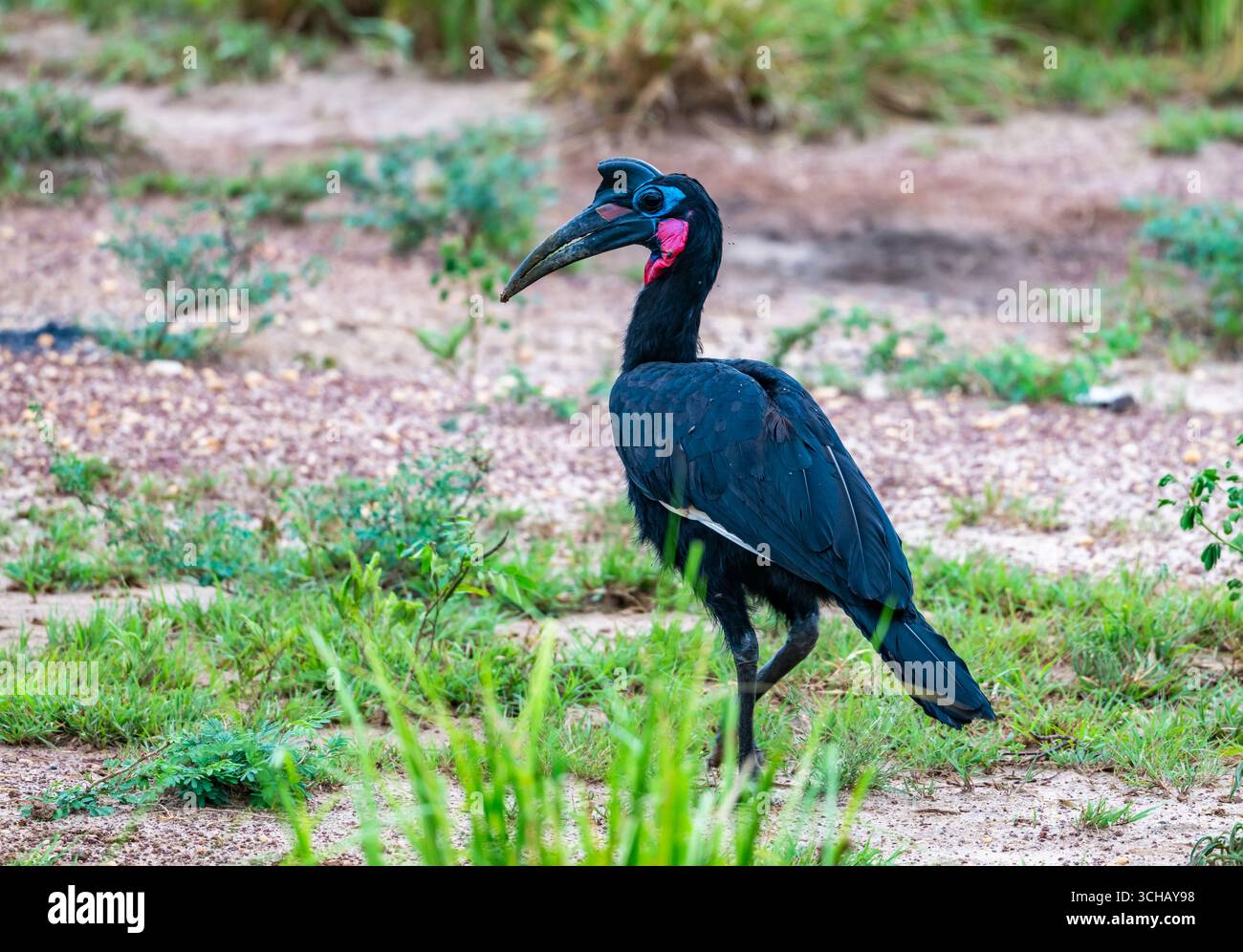 A male Abyssinian Ground-Hornbill (Bucorvus abyssinicus) walking on ...