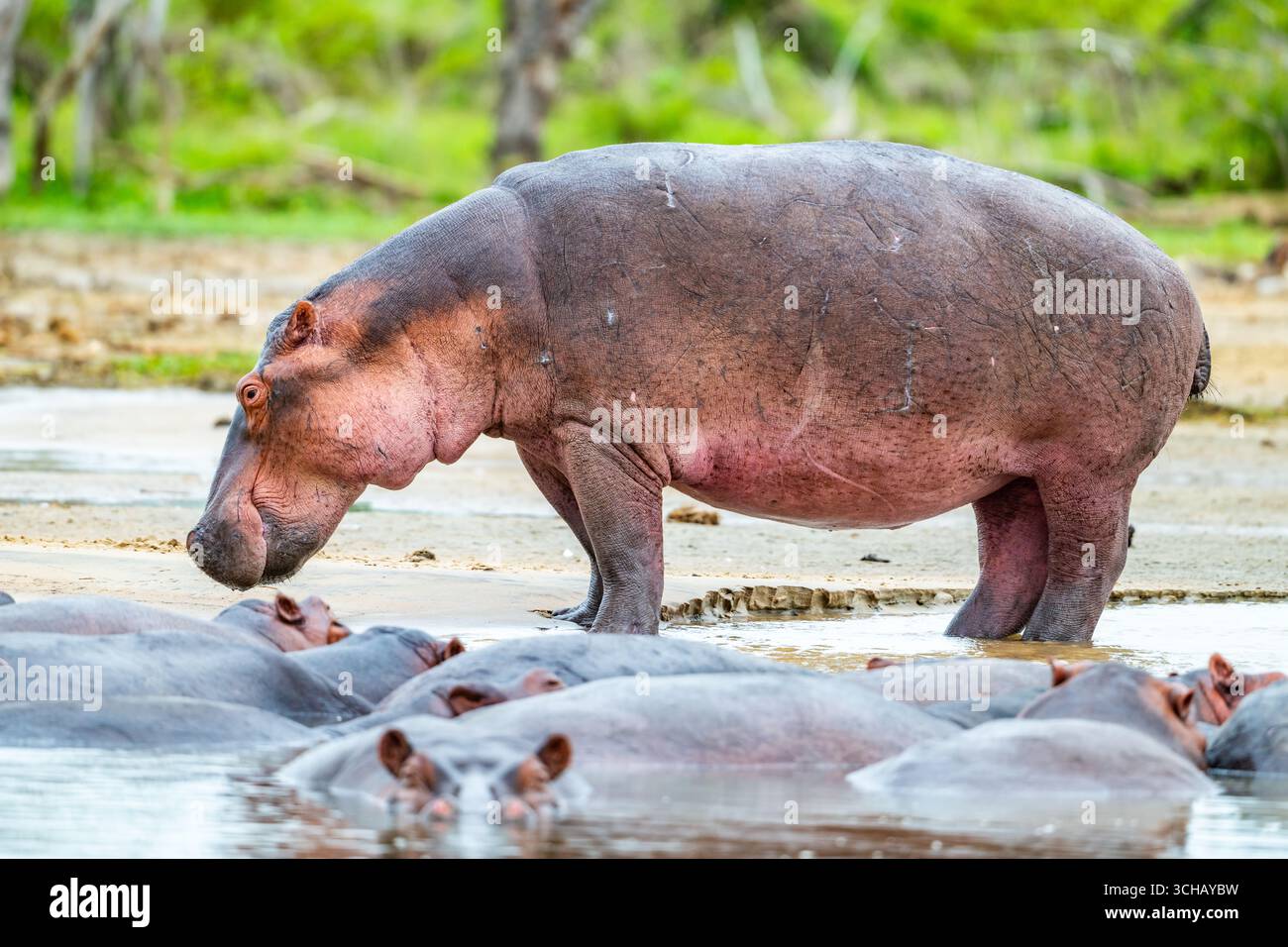 An adult Hippopotamus (Hippopotamus amphibius) standing among a school ...