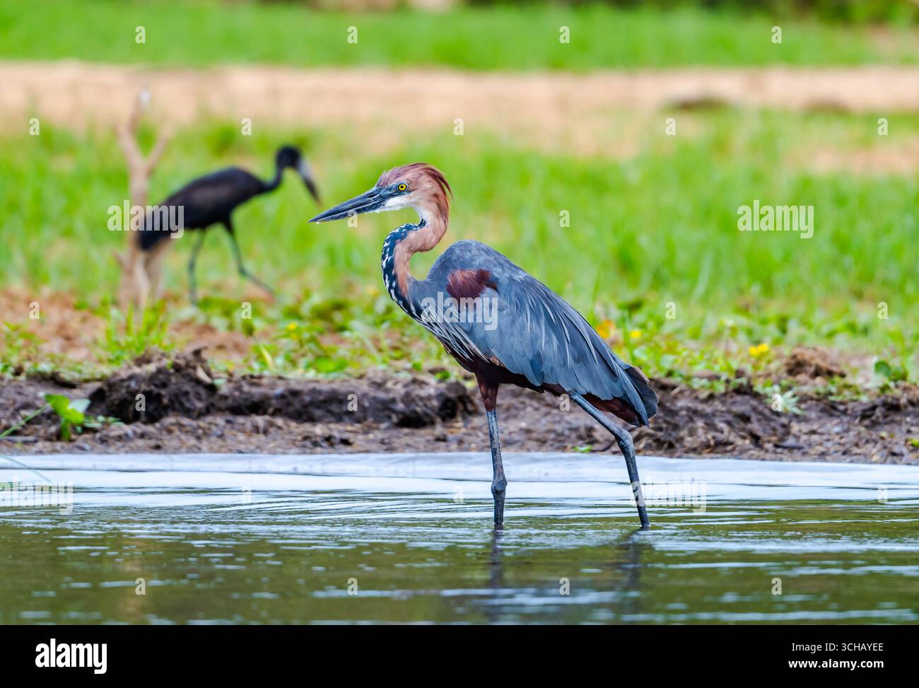 A Goliath Heron (Ardea goliath) standing in the Nile River. Murchison ...