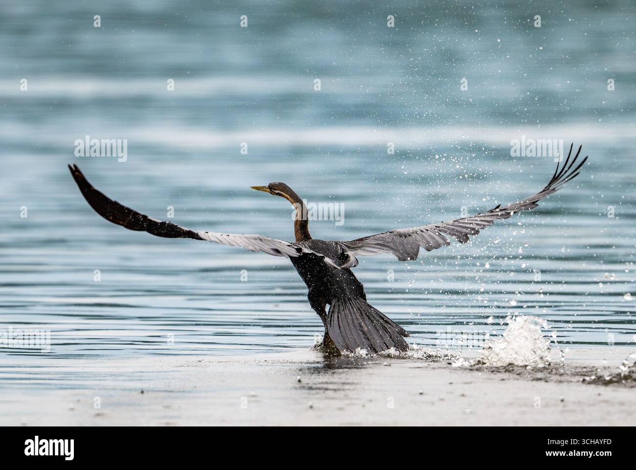 An African Darter (Anhinga rufa) taking flight from water. Murchison ...