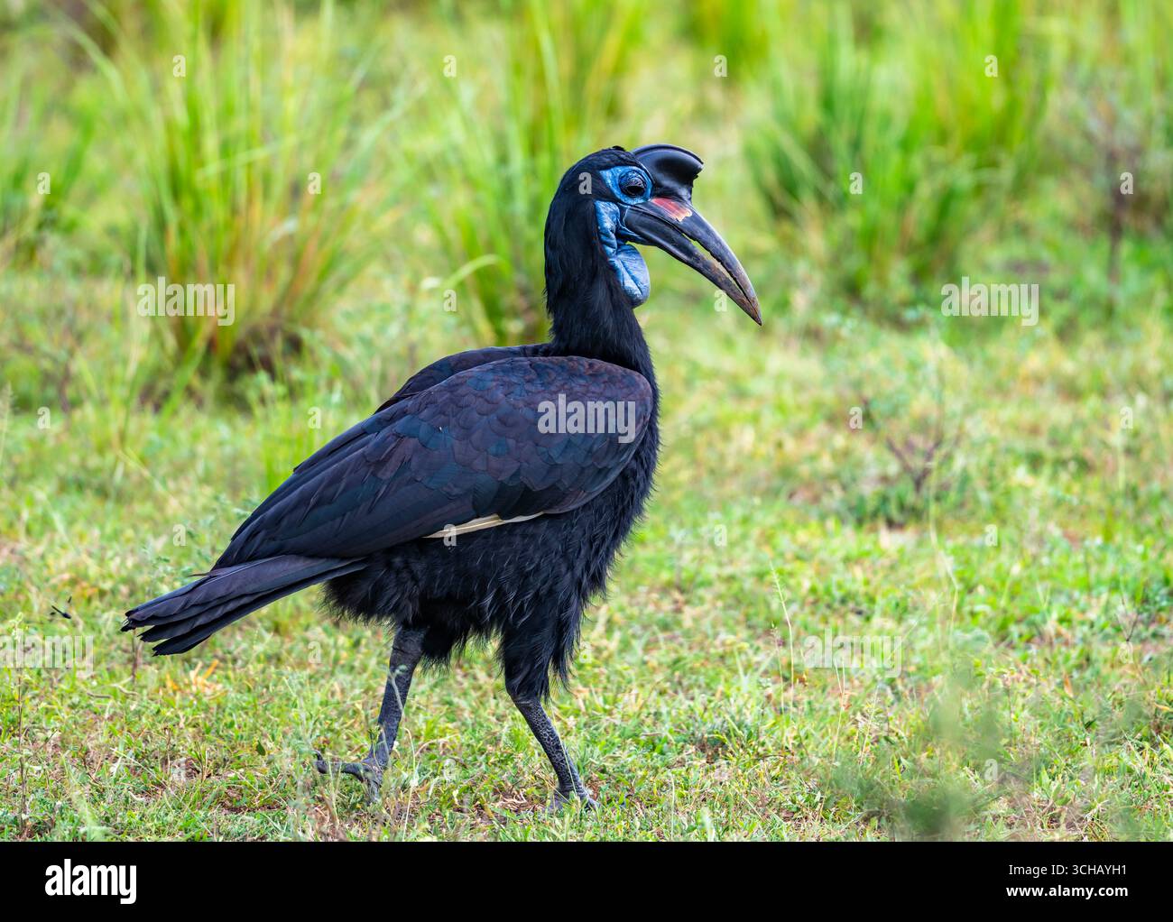 A female Abyssinian Ground-Hornbill (Bucorvus abyssinicus) with blue ...