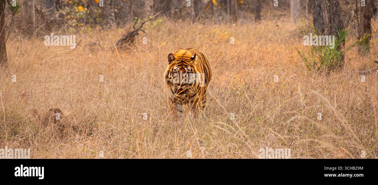 Panorama of a Male Bengal or Indian Tiger walking through grassland in ...