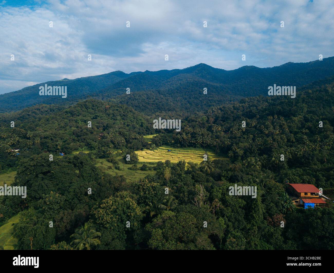 Rice fields lush green forests hi-res stock photography and images - Alamy