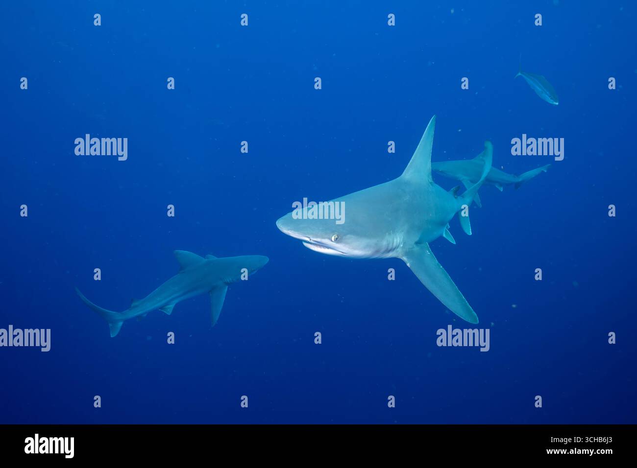 Three silky sharks in the ocean Stock Photo - Alamy