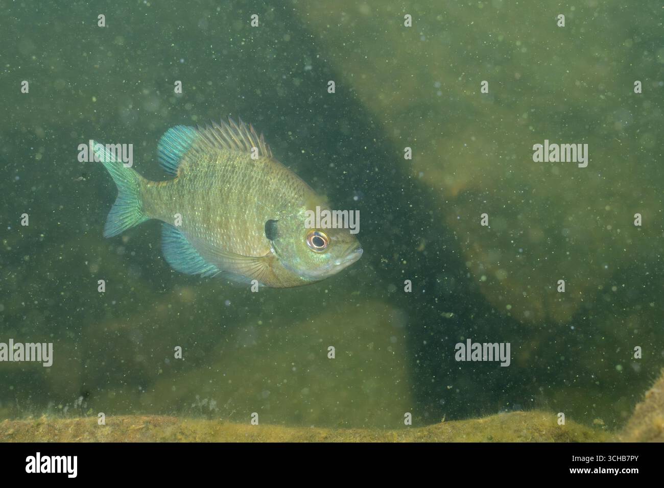 Fresh bluegill hi-res stock photography and images - Alamy