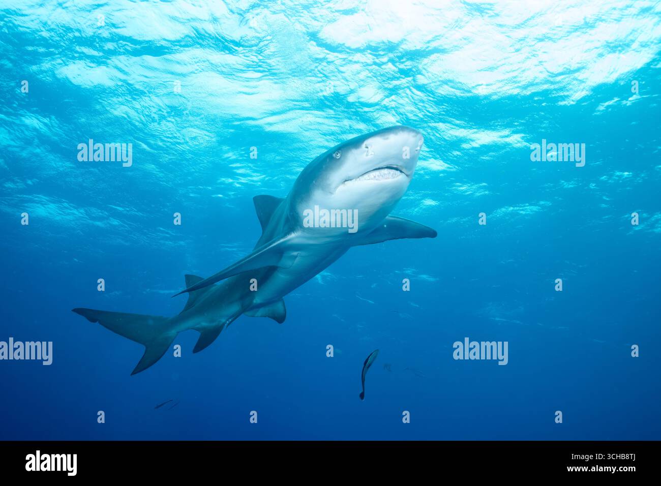 Lemon shark ocean surface hi-res stock photography and images - Alamy