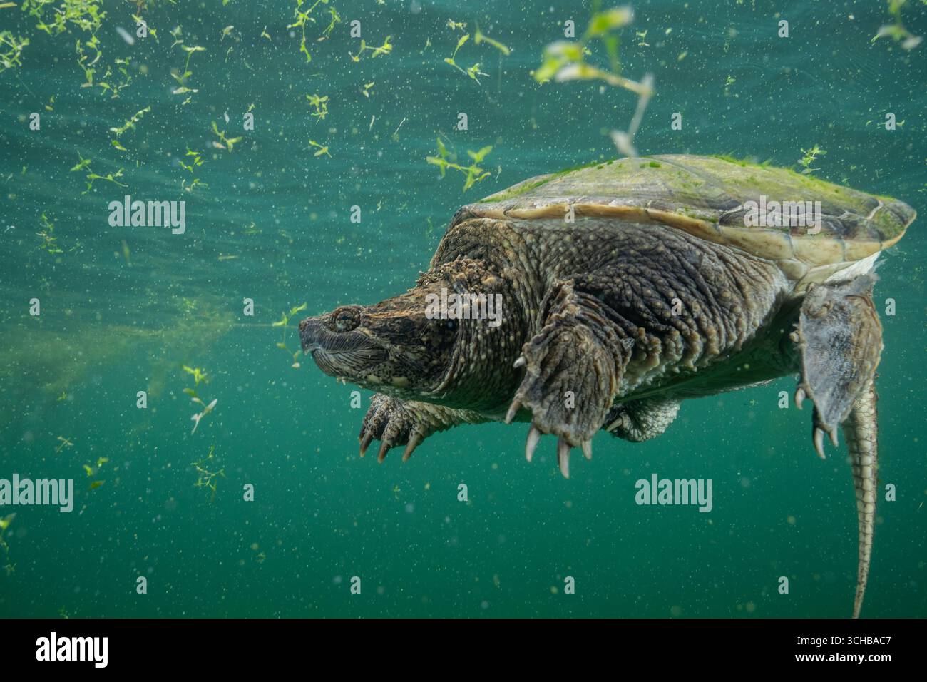 Common snapping turtle underwater in a lake Stock Photo - Alamy