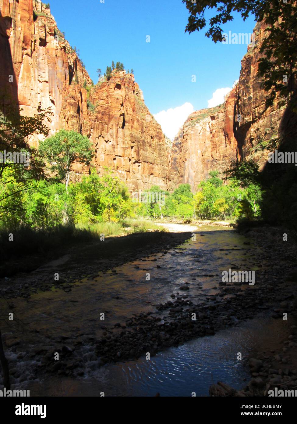The Virgin River with vibrant green riverine forest on its bank ...