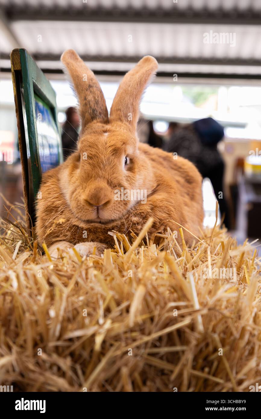 Rabbit close up staring at camera hi-res stock photography and images ...