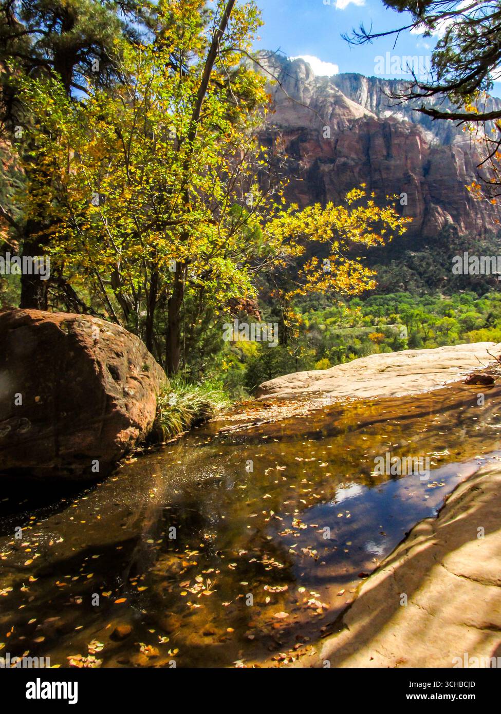 The Lower emerald pool in Zion National park, with a small tree in its ...