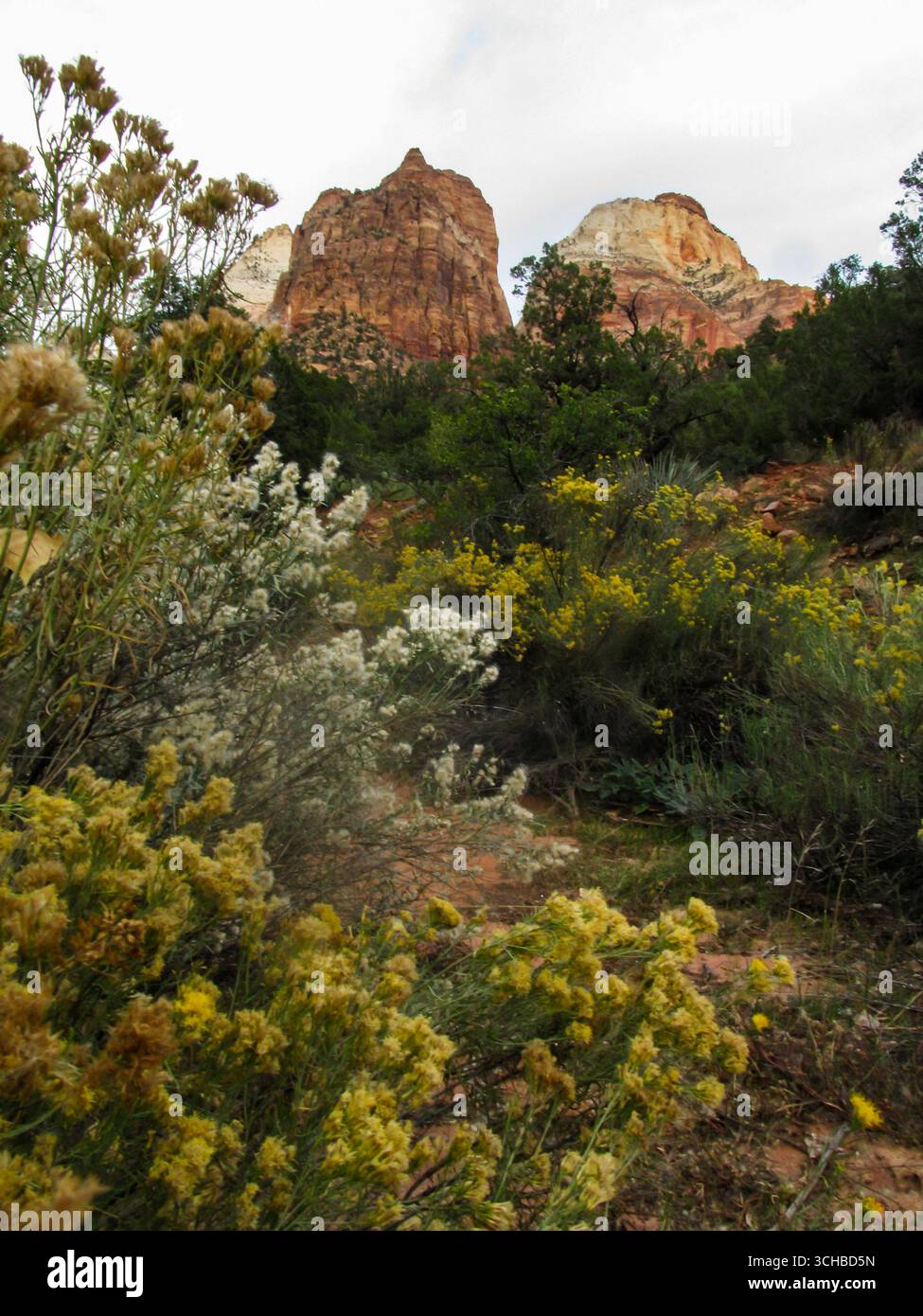 Rabbitbrush, Ericameria nauseosa, in bloom, with tall sandstone cliffs ...