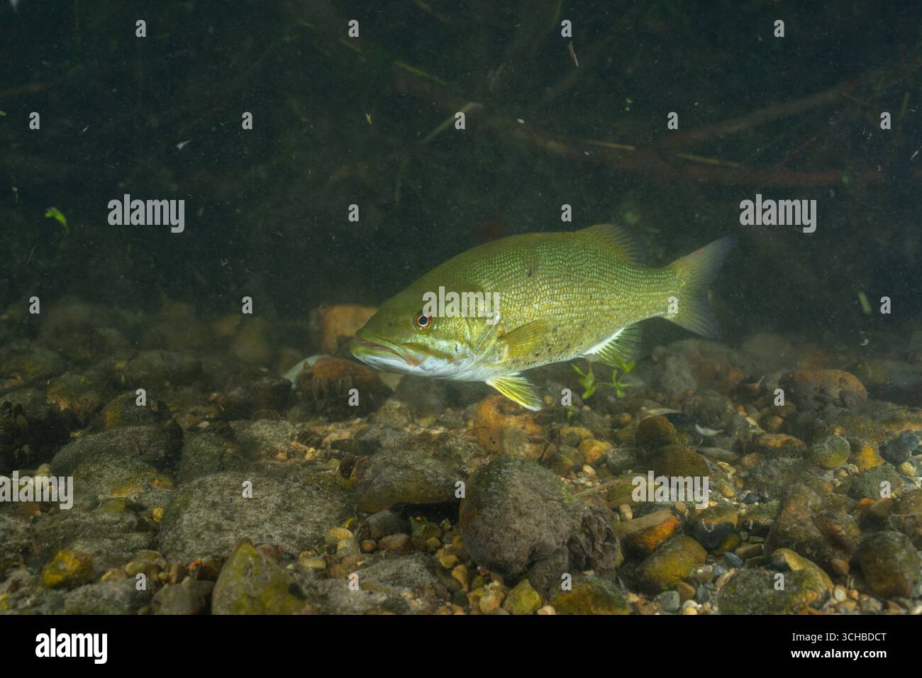 Creek bass hi-res stock photography and images - Alamy