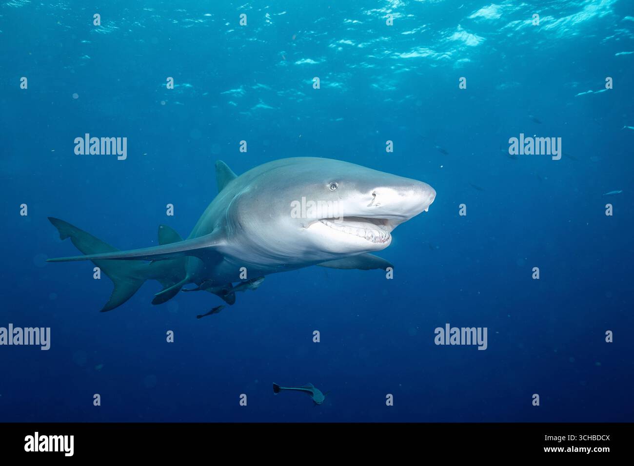 Lemon shark ocean surface hi-res stock photography and images - Alamy
