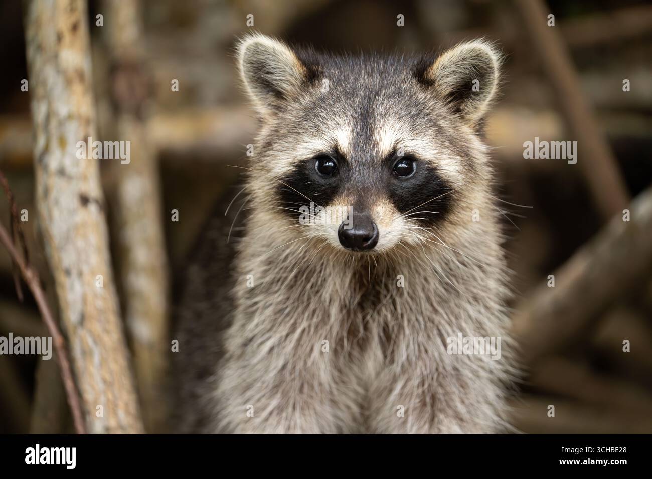 Closeup of racoon hi-res stock photography and images - Alamy