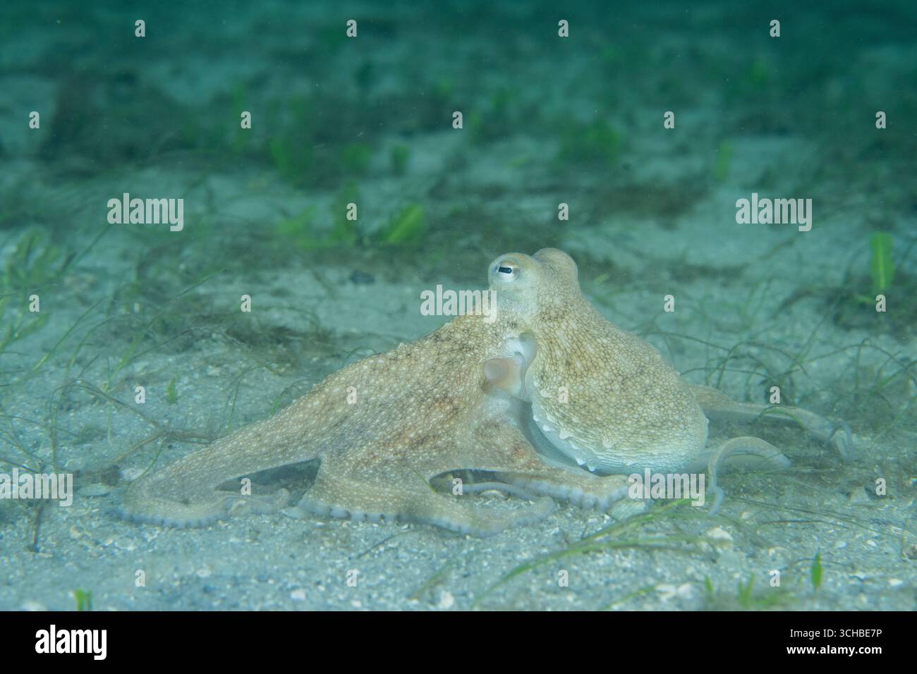 Common octopus on hunt hi-res stock photography and images - Alamy