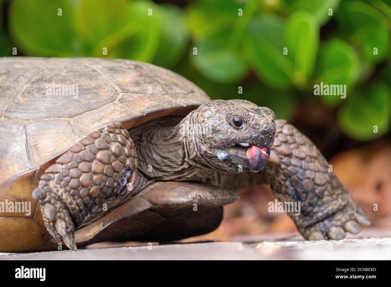 Gopherus eating hi-res stock photography and images - Alamy
