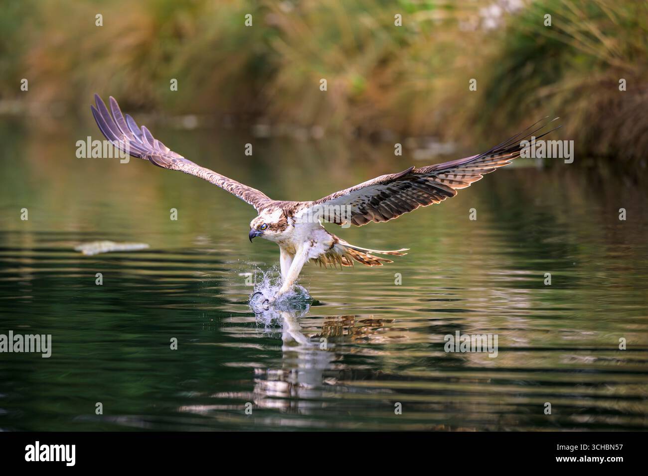 Osprey (pandion haliaetus), wings outstretched diving feet-first, talons facing forward, to ...