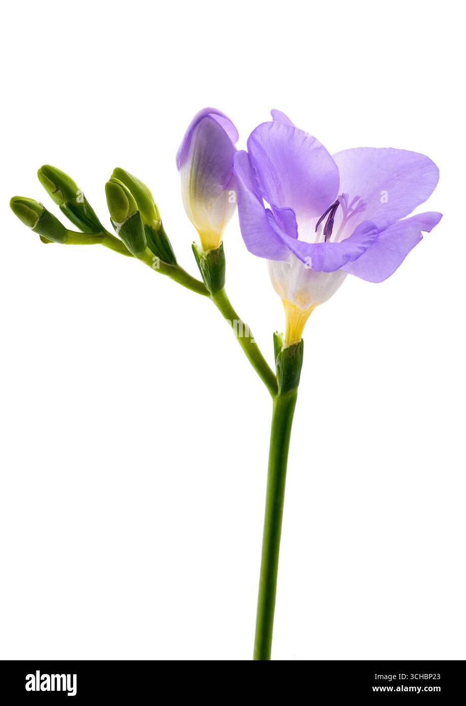 Fresh freesia flower isolated on white background Stock Photo - Alamy