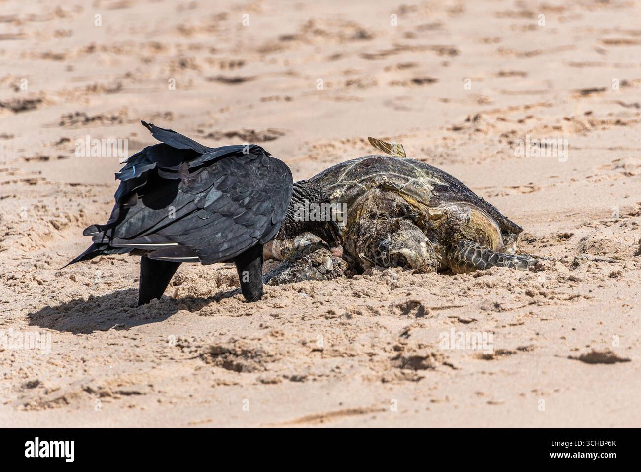 Vultures eating a dead turtle on the beach of Canoa Quebrada at Aracati ...