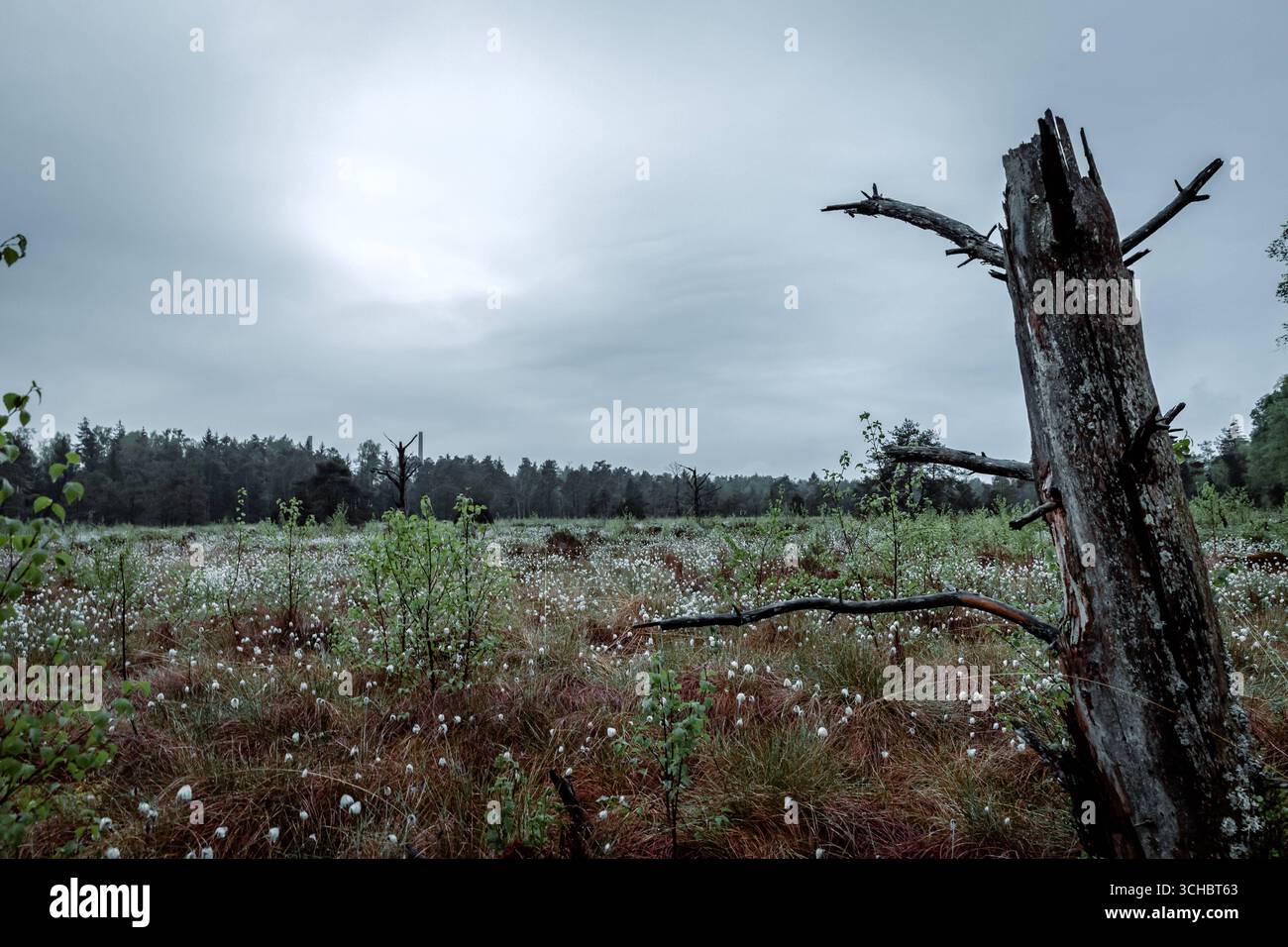Largest bird reserves in europe hi-res stock photography and images - Alamy
