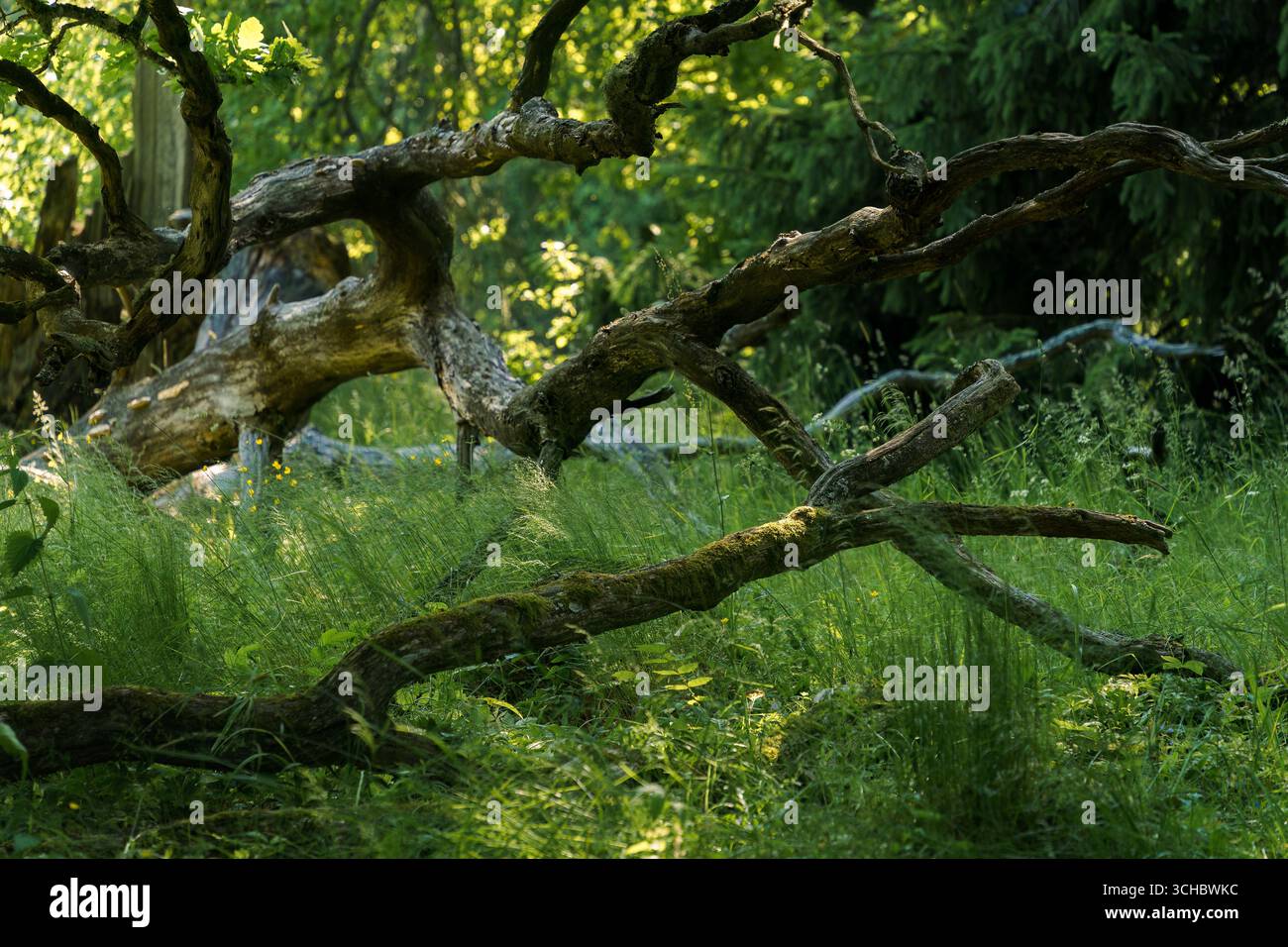 Branches of an old fallen tree in lush green forest Stock Photo - Alamy