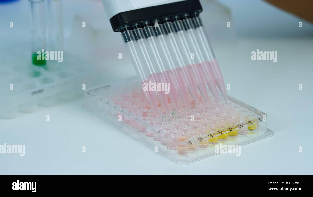 A pipette is used to transfer colored liquid samples in a laboratory ...